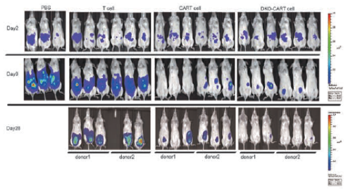 一文读懂 | IGC 临床前动物模型解决方案 - 企业动态 - 丁香通