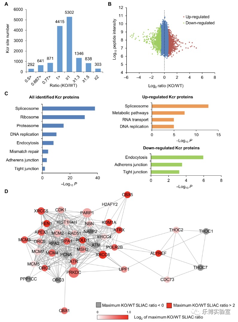 Sci Adv. (Q1，14.957) | 巴豆酰化修饰组学揭示CDYL调控同源重组介导的DNA修复中RPA1巴豆酰化修饰 - 企业动态 - 丁香通