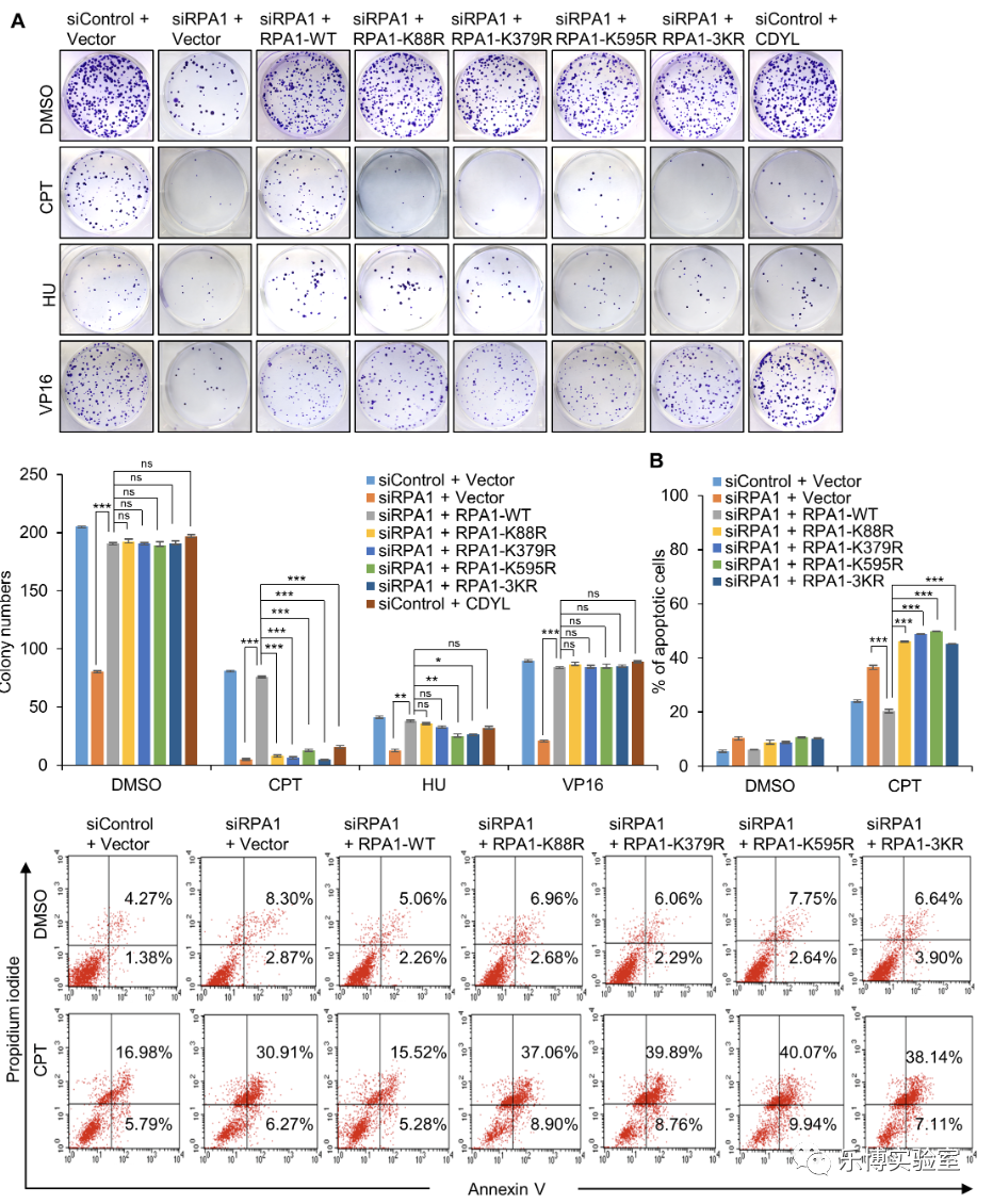 Sci Adv. (Q1，14.957) | 巴豆酰化修饰组学揭示CDYL调控同源重组介导的DNA修复中RPA1巴豆酰化修饰 - 企业动态 - 丁香通