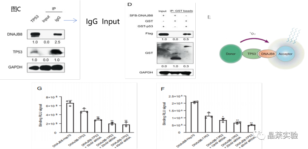 国自然热点泛素化研究之 “小细胞外囊泡中的DNAJB8通过TP53/MDR1途径促进结肠癌中的奥沙利铂耐药性” - 企业动态 - 丁香通