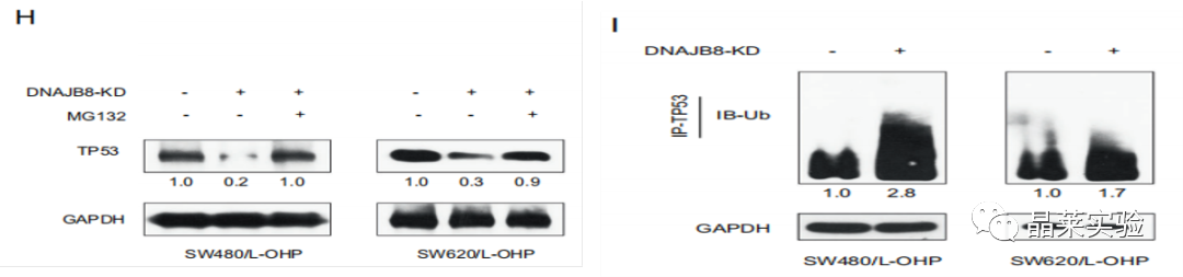 国自然热点泛素化研究之 “小细胞外囊泡中的DNAJB8通过TP53/MDR1途径促进结肠癌中的奥沙利铂耐药性”_科研干货_北京晶莱华科生物技术有限公司