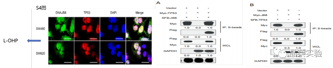 国自然热点泛素化研究之 “小细胞外囊泡中的DNAJB8通过TP53/MDR1途径促进结肠癌中的奥沙利铂耐药性” - 企业动态 - 丁香通