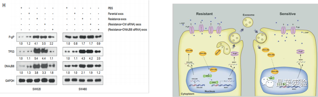 国自然热点泛素化研究之 “小细胞外囊泡中的DNAJB8通过TP53/MDR1途径促进结肠癌中的奥沙利铂耐药性” - 企业动态 - 丁香通