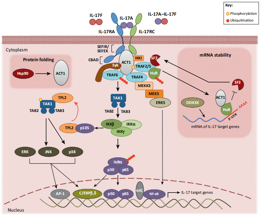 【靶点新势力】白介素家族百舸争流：IL-17势要突出重围 - 商家动态 - 生物在线 Lab-on-Web