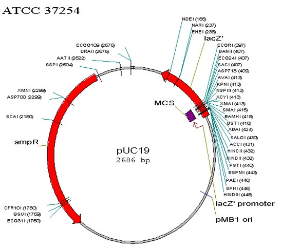 pUC18 和 pUC19质粒图谱说明书 - 企业动态 - 丁香通