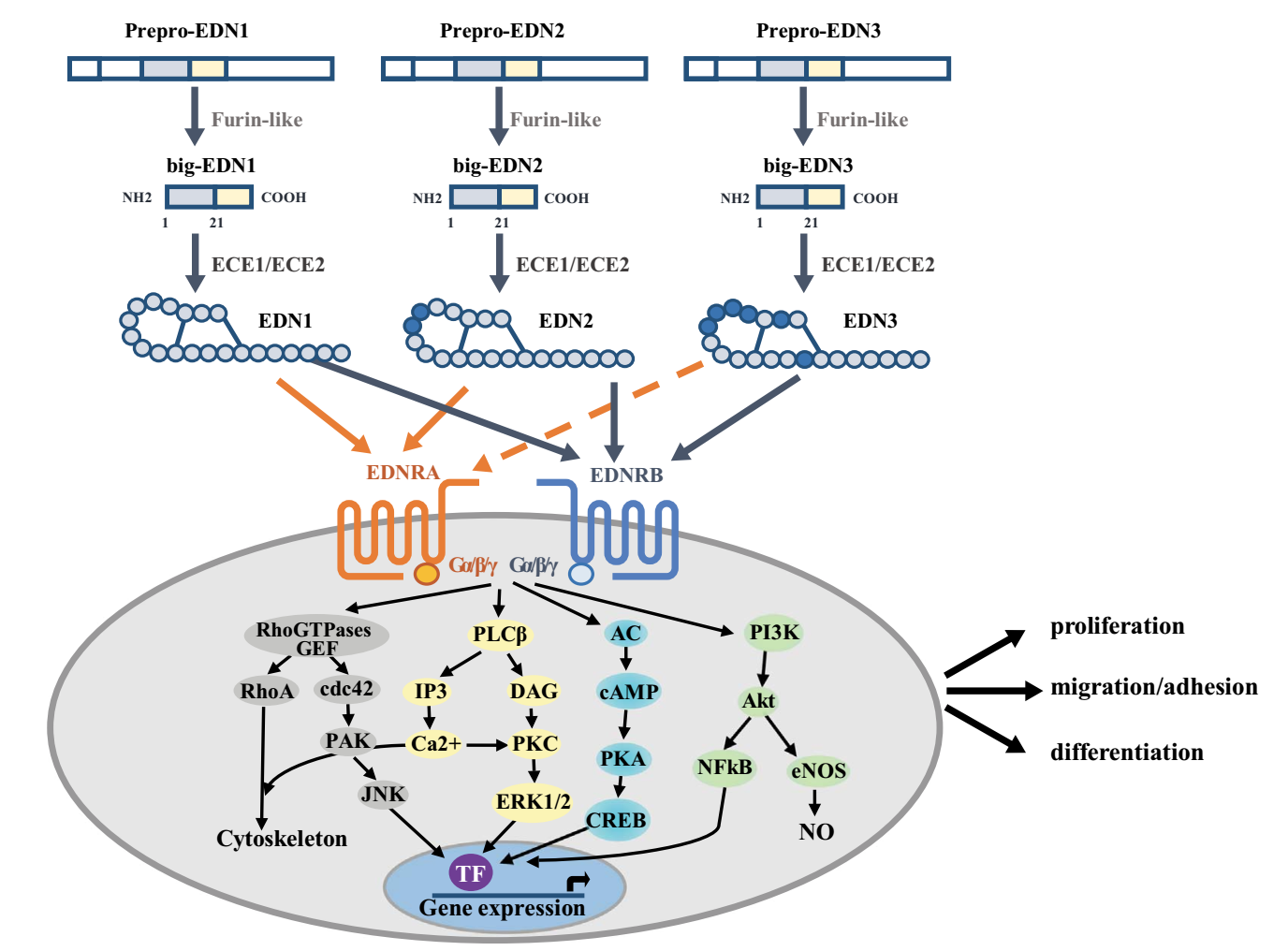 “膜杰作”新品 | GPCR家族：全长EDNRB蛋白 - 企业动态 - 丁香通