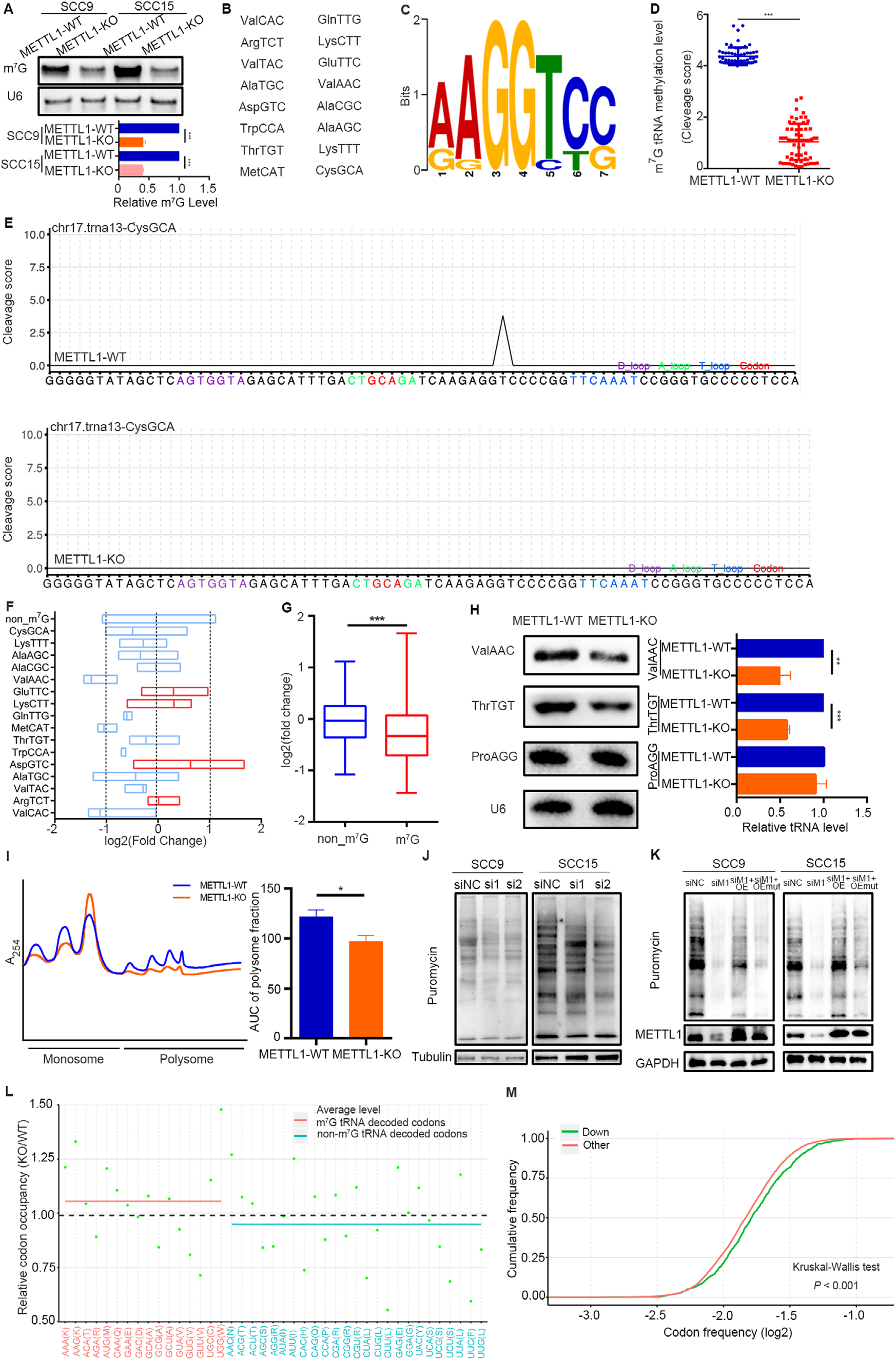 国自然热点之m7G:METTL1/WDR4介导的tRNA m7G修饰调控mRNA翻译驱动头颈部鳞癌-公司新闻-上海英拜生物科技有限公司