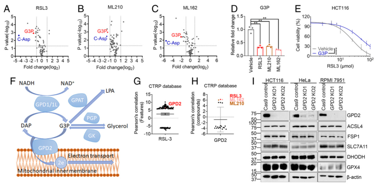 线粒体和铁死亡——GPD2协同线粒体GPX4抵御铁死亡 - 上海英拜生物科技有限公司 - 最新研究动态 - 丁香通