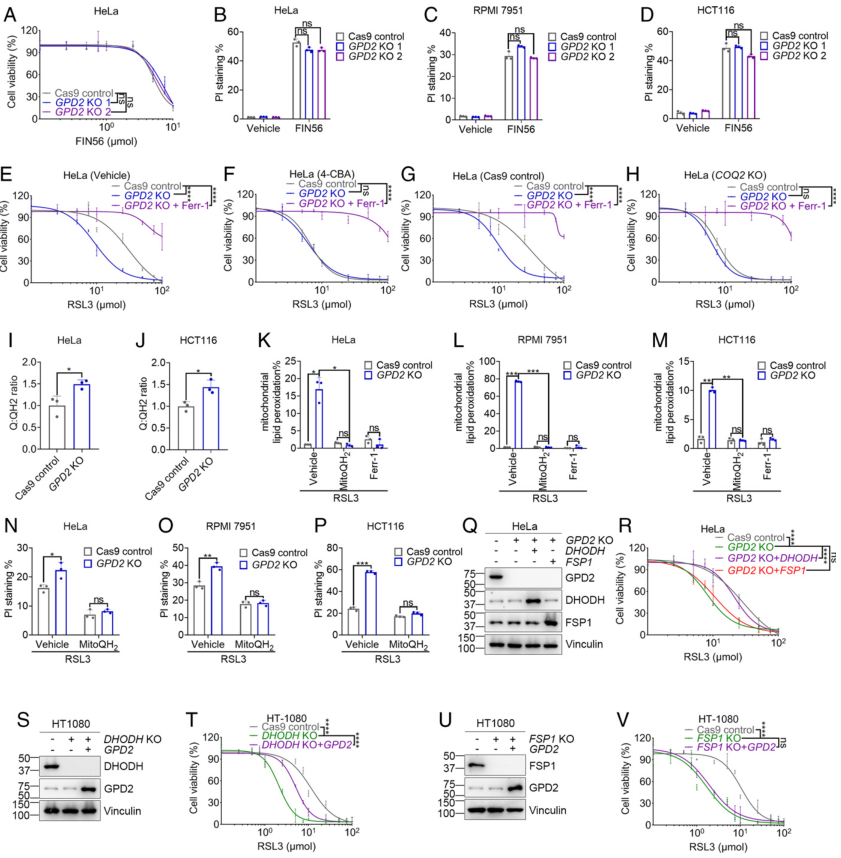 线粒体和铁死亡——GPD2协同线粒体GPX4抵御铁死亡 - 上海英拜生物科技有限公司 - 最新研究动态 - 丁香通
