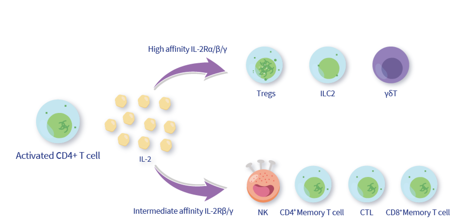 忙碌的蜜蜂：免疫系统及细胞治疗中多功能的IL-2 - 企业动态 - 丁香通