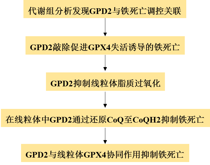 线粒体和铁死亡——GPD2协同线粒体GPX4抵御铁死亡 - 企业动态 - 丁香通