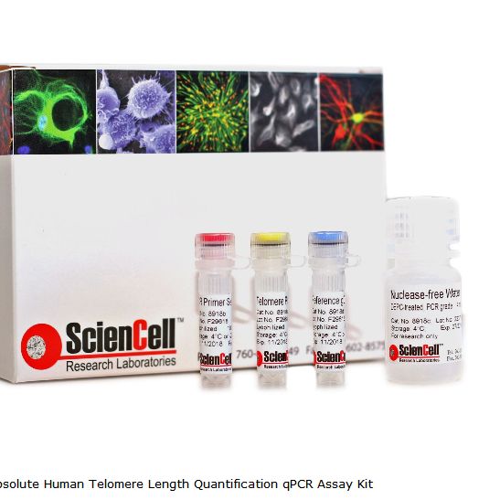 ScienCell8918人端粒长度定量qPCR分析试剂盒（绝对定量），Absolute Human Telomere Length ...