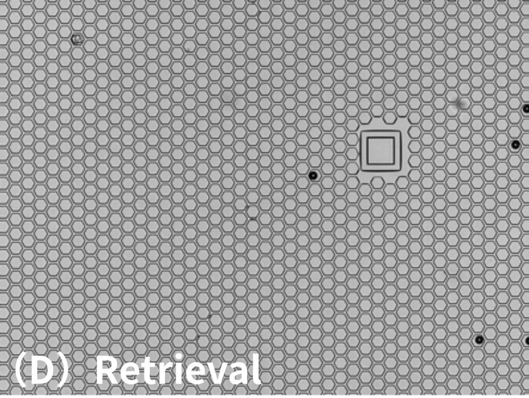 11999元升级版单细胞测序长啥样？数据测评火热出炉 - 企业动态 - 丁香通