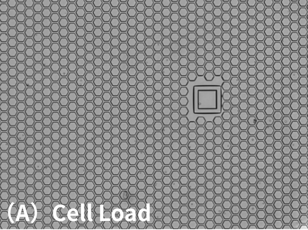 11999元升级版单细胞测序长啥样？数据测评火热出炉 - 企业动态 - 丁香通