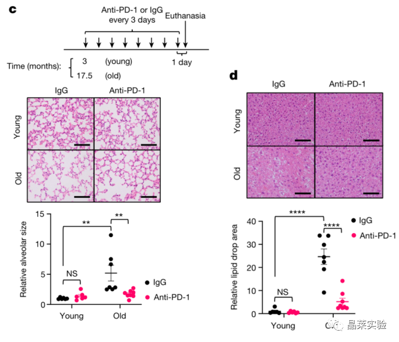 国自然热点 “免疫调控”之阻断PD-L1–PD-1改善衰老监测和衰老表型_科研干货_晶莱生物