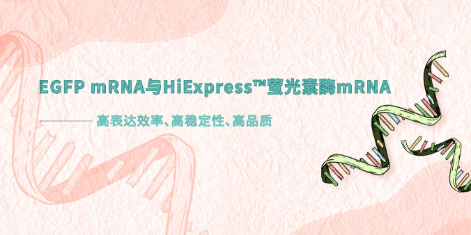 现货IVTmRNAEGF_价格-品牌-详情介绍_丁香通