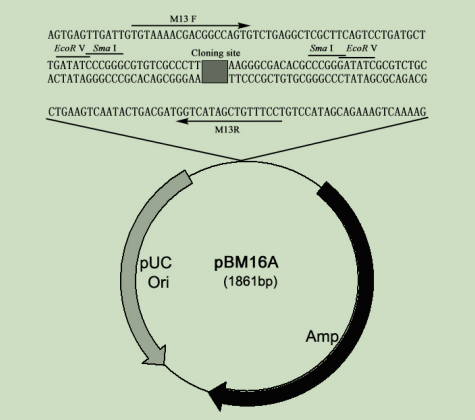 pBM16A Toposmart Cloning Kit - 企业动态 - 丁香通