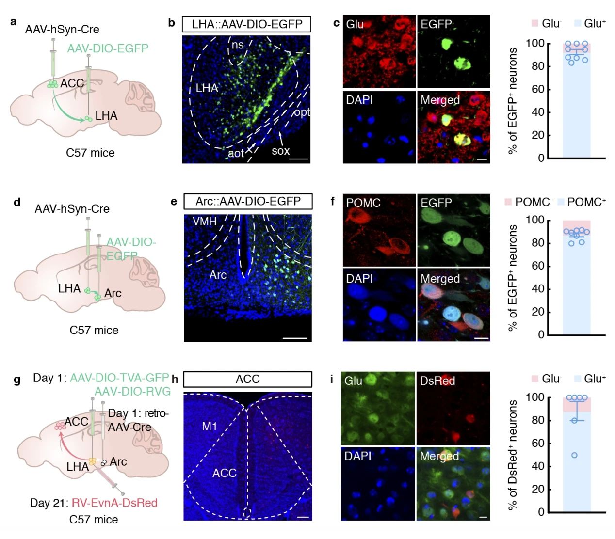 IF=19.865【客户文章】Nat Metab|中国科学技术大学生命科学与医学部张智教授团队揭示疼痛影响饮食的神经基础 - 企业动态 - 丁香通