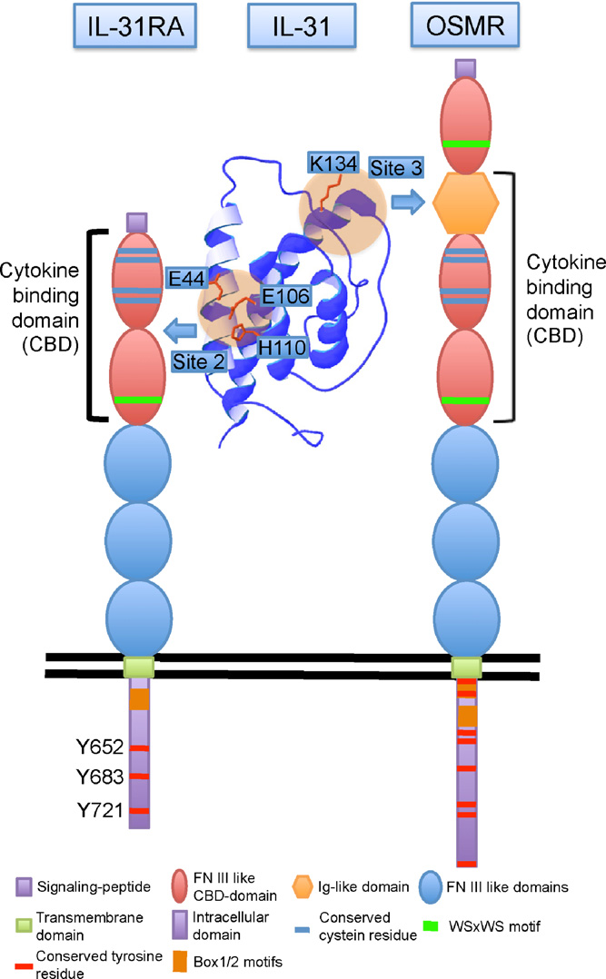 【靶点新势力】炎症导向型IL-31，前路漫漫亦灿灿 - 企业动态 - 丁香通