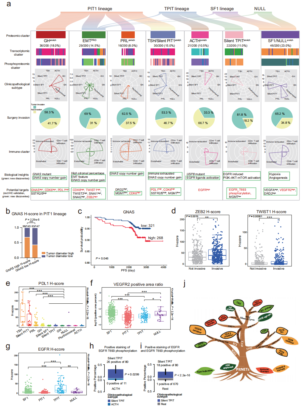 Cell Research（IF46）丨华山医院神外科赵曜教授等团队利用多组学技术首次揭示垂体腺瘤蛋白基因组学特征及7大分子分型-公司新闻 ...