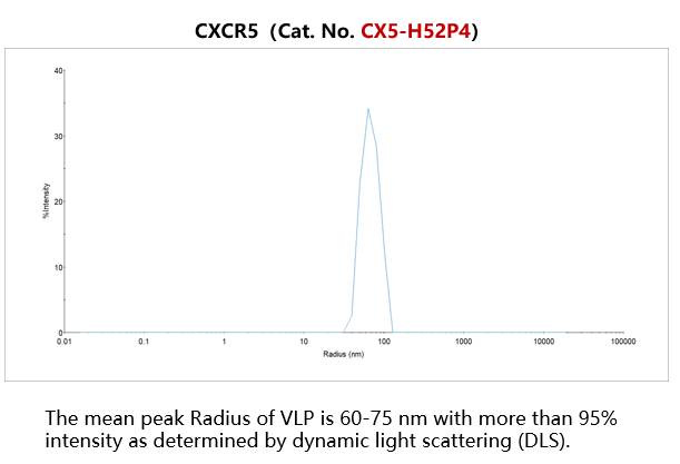 【靶点新势力】深挖CXCR家族，揭秘CXCR在肿瘤免疫中的价值-公司新闻-北京百普赛斯生物科技股份有限公司