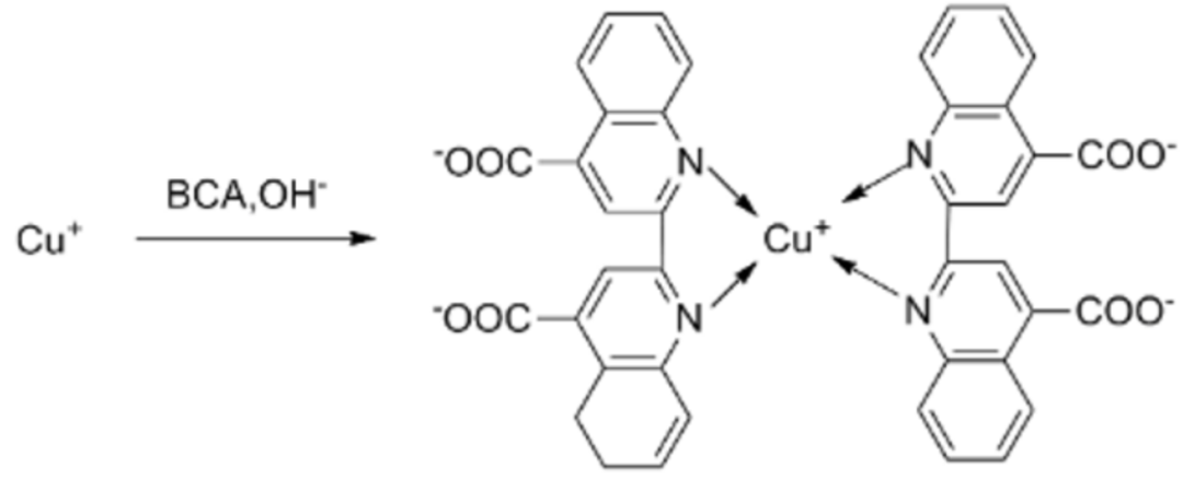 点成分享 | 蛋白质浓度测定之BCA法 - 企业动态 - 丁香通