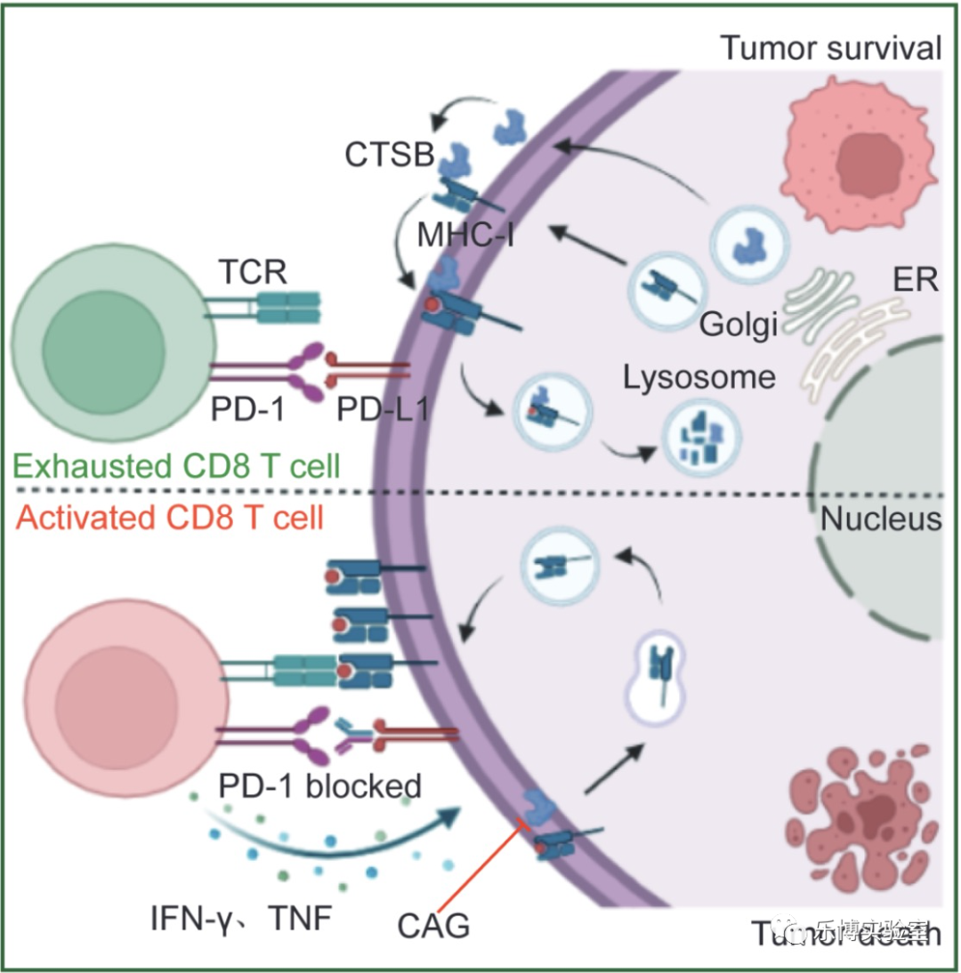 J Immunother Cancer. (Q1，12.469) | 南京大学团队揭示“扶正抗癌”黄芪介导的抗肿瘤免疫分子机制 - 企业动态 - 丁香通