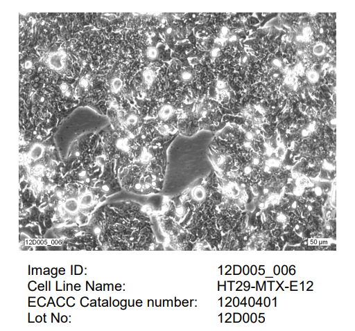 人结肠上皮细胞系HT29-MTX-E12 - 北京孚博生物科技有限公司