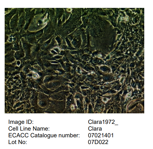 小鼠肺上皮祖细胞系C22 (Clara) - 北京孚博生物科技有限公司