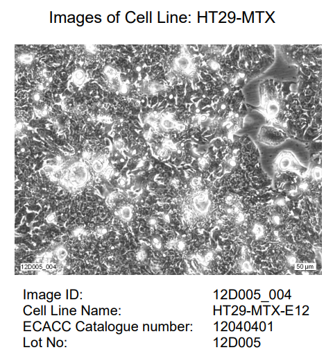 人结肠上皮细胞系HT29-MTX-E12 - 北京孚博生物科技有限公司