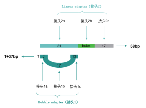 接头那些事|一文搞清 NGS 测序 Adapter - 企业动态 - 丁香通