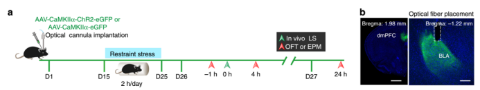 【文献解读】 mPFC-杏仁核介导焦虑-公司新闻-武汉枢密脑科学技术有限公司