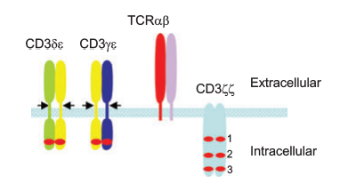 靶向治疗策略中的CD3 - 企业动态 - 丁香通