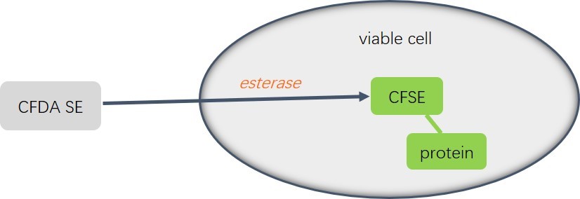 一网打尽！快速了解细胞活性、增殖与毒性检测常用方法！-公司新闻-上海碧云天生物技术股份有限公司
