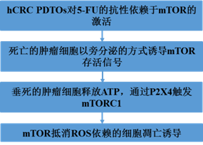 结肠肿瘤细胞死亡通过旁分泌P2X4刺激引起mTOR依赖 - 企业动态 - 丁香通