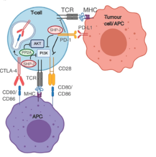 带您了解免疫检查点靶点之CTLA-4 - 企业动态 - 丁香通