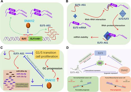 LncRNA ELF3-AS1通过与SNAI2形成负反馈环路抑制胃癌，并通过与ILF2/ILF3复合物相互作用调节ELF3 mRNA的稳定性 - 企业动态 - 丁香通