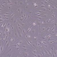 CD8+T人淋巴细胞丨CD8+T细胞丨逸漠(immocell)价格_品牌:IMMOCELL-丁香通