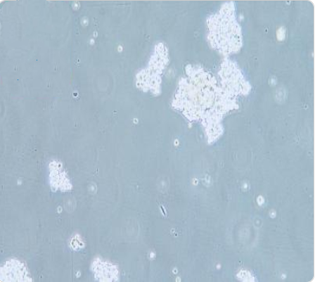 NCI-H524 人非小细胞肺癌细胞（STR鉴定） - 企业动态 - 丁香通