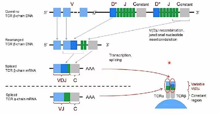 淋巴瘤Seq-MRD®检测介绍| 基于ct-DNA Ig/TCR NGS技术检测MRD - 企业动态 - 丁香通
