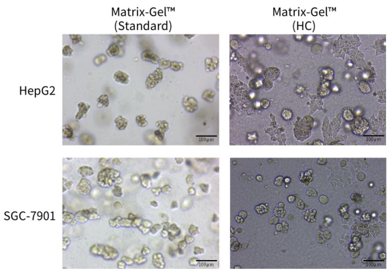 Matrix-Gel基质胶新品上线，听听ChatGPT怎么说？-公司新闻-上海碧云天生物技术股份有限公司