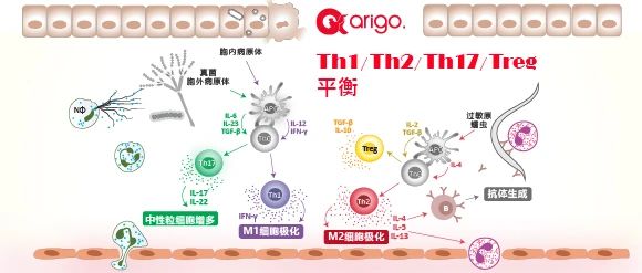 肿瘤微环境之 Th1/ Th2/ Th17/ Treg 平衡 - 企业动态 - 丁香通