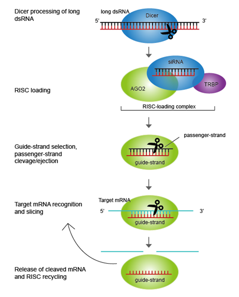小核酸药物化学合成平台: siRNA - 企业动态 - 丁香通