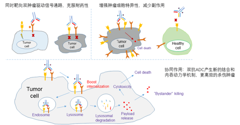 【万物皆可偶联】双抗ADC赋能新一代ADC药物研发 - 自主发布 - 生物在线 Lab-on-Web