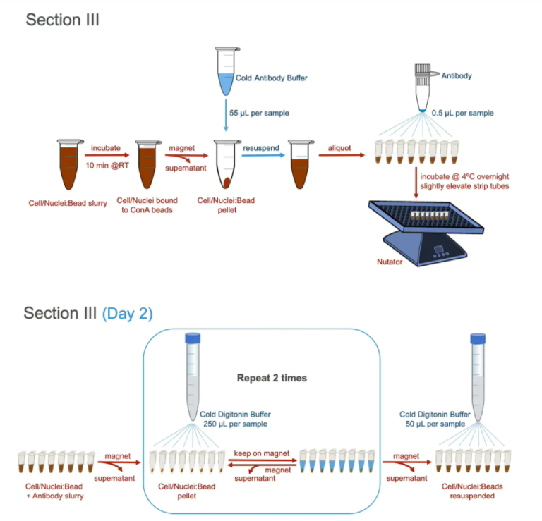 CUT&RUN--下一代 chip 实验的革新性技术 - 企业动态 - 丁香通