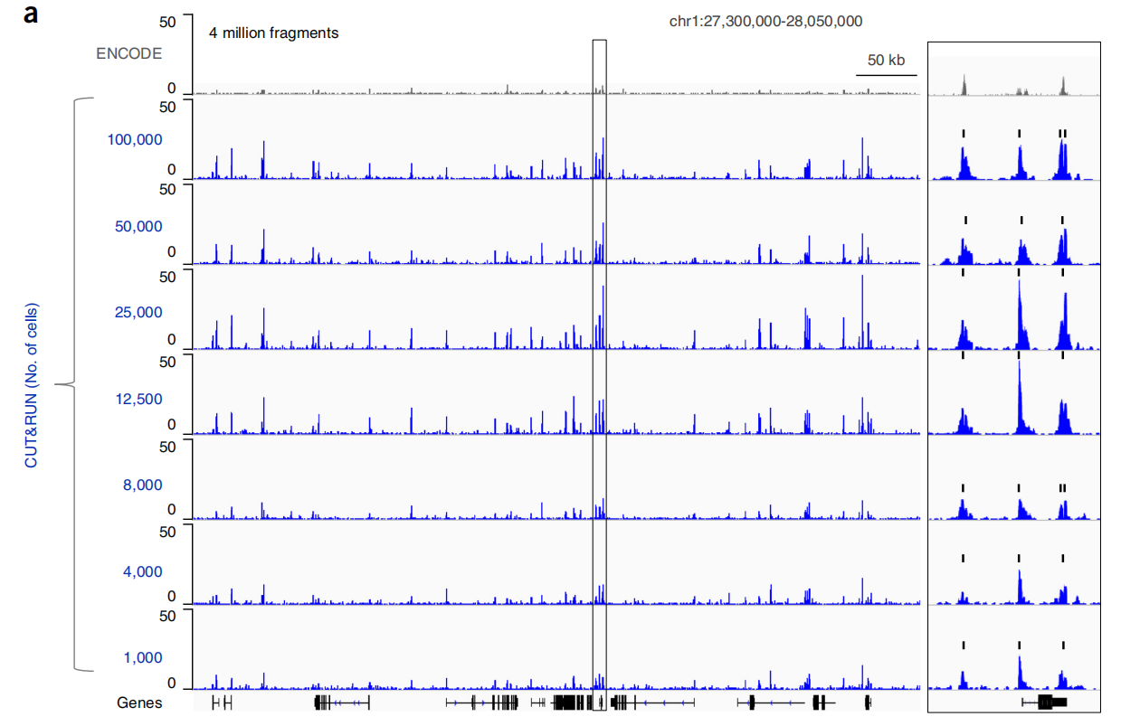 CUT&RUN--下一代 chip 实验的革新性技术 - 企业动态 - 丁香通