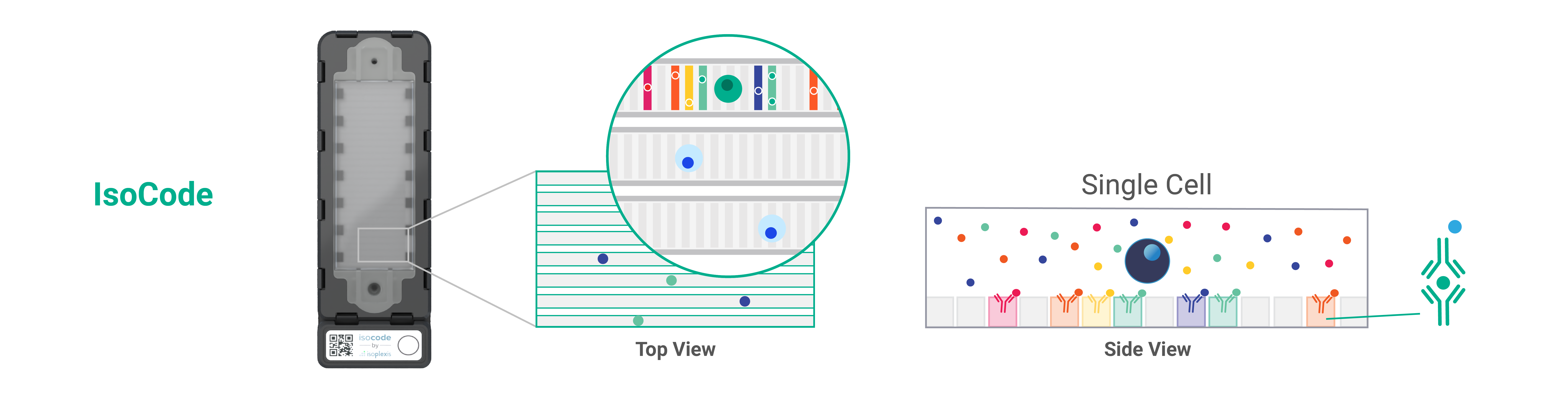 IsoSpark全自动单细胞功能蛋白质组学平台（通量为4芯片，另有8芯片仪器可供选择）价格_品牌:IsoPlexis-丁香通官网
