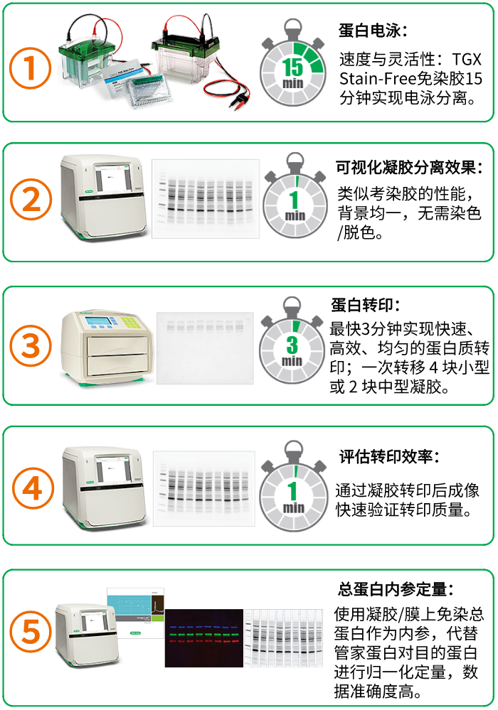Stain-Free免染Western实验流程-公司新闻-伯乐生命医学产品（上海）有限公司 Bio-Rad Laboratories