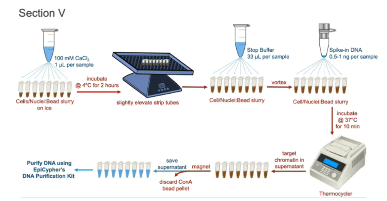 CUT&RUN--下一代 chip 实验的革新性技术 - 企业动态 - 丁香通