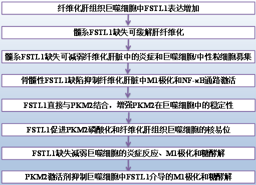 FSTL1通过调节PKM2的细胞内功能，使巨噬细胞功能重新编程，从而促进肝纤维化 - 企业动态 - 丁香通